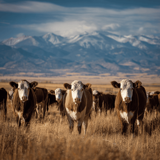 Cow Share – The Lazy Butcher