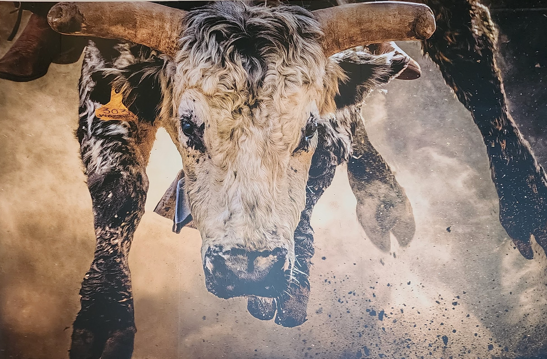 The Lazy Butcher Cowboy Lounge